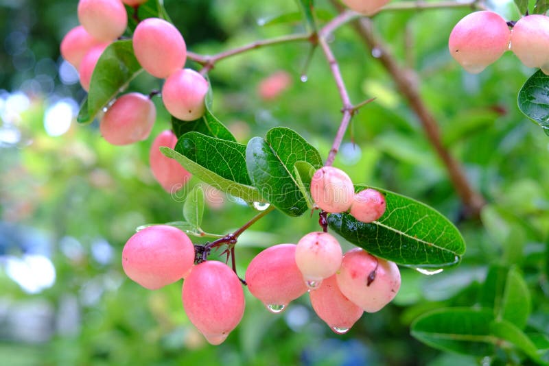 Karanda or Carunda, Fruit or Herbs on Tree with Rain Drop Stock Photo ...