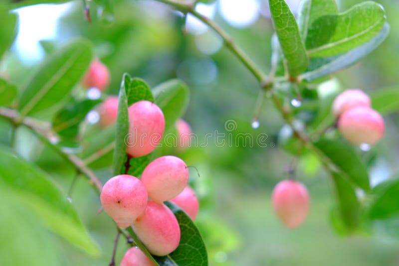 Karanda or Carunda, Fruit or Herbs on Tree with Rain Drop Stock Photo ...