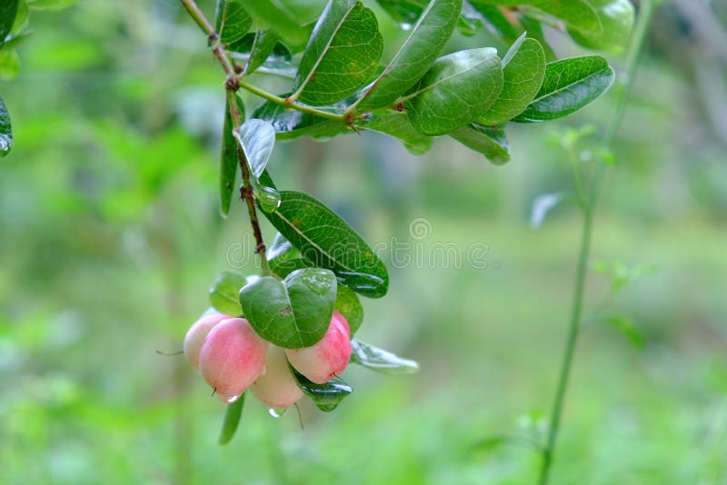 Karanda or Carunda, Fruit or Herbs on Tree with Rain Drop Stock Photo ...