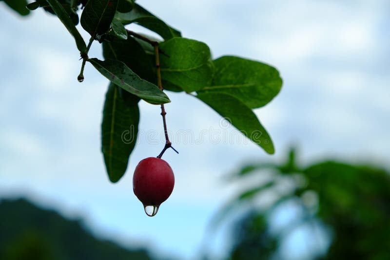 Karanda or Carunda, Fruit or Herbs on Tree with Rain Drop Stock Image ...