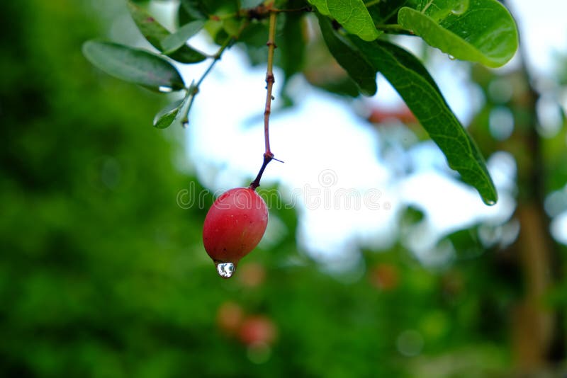 Karanda or Carunda, Fruit or Herbs on Tree with Rain Drop Stock Image ...