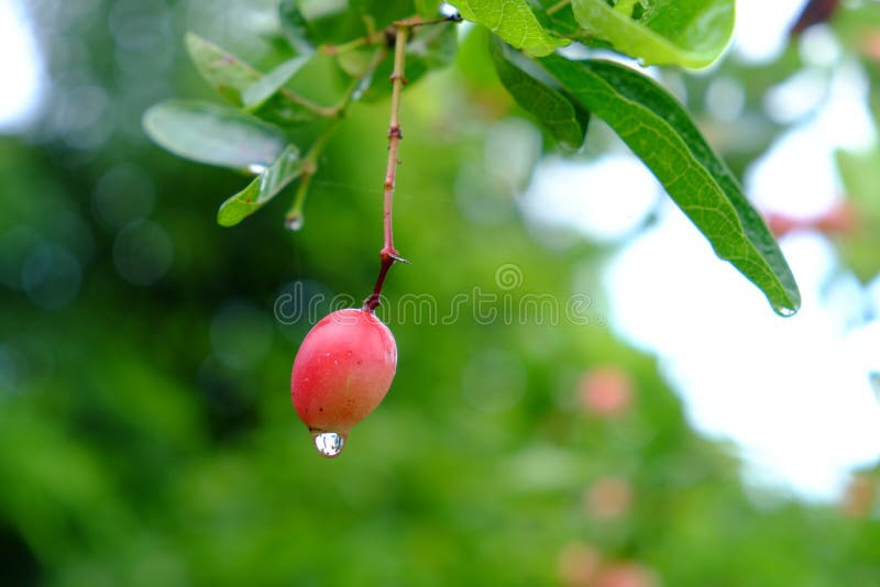Karanda or Carunda, Fruit or Herbs on Tree with Rain Drop Stock Photo ...