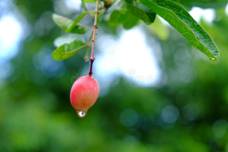 Karanda or Carunda, Fruit or Herbs on Tree with Rain Drop Stock Photo ...