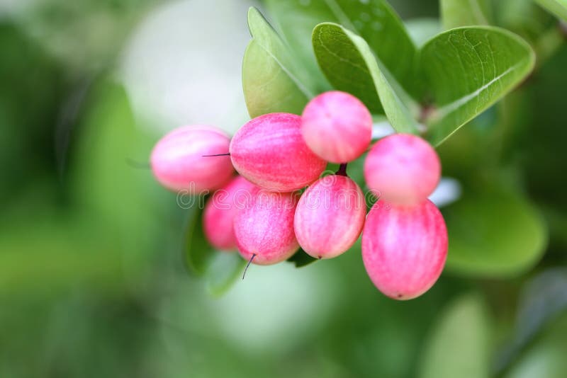 Karanda or Carunda Fruit on Tree. Stock Photo - Image of green ...