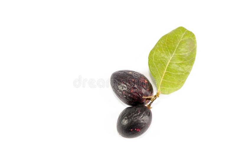 Karanda White Background in Studio Stock Photo - Image of linnkaranda ...