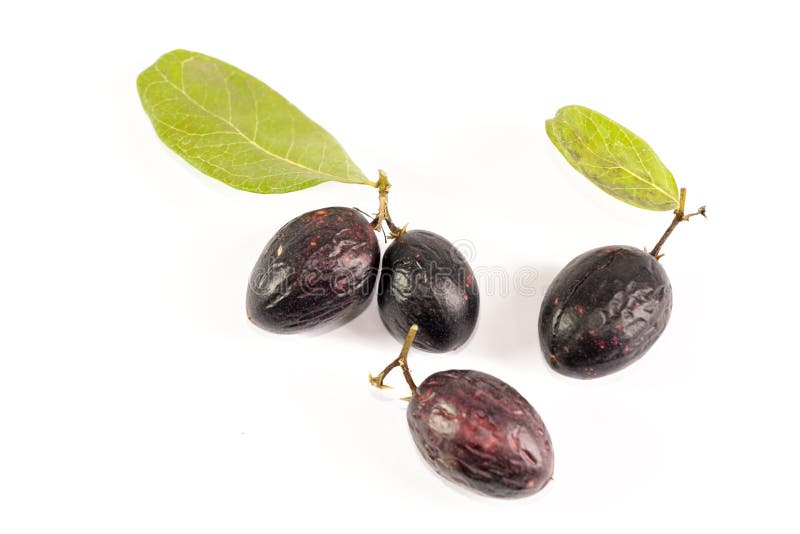 Karanda White Background in Studio Stock Photo - Image of asia, carissa ...