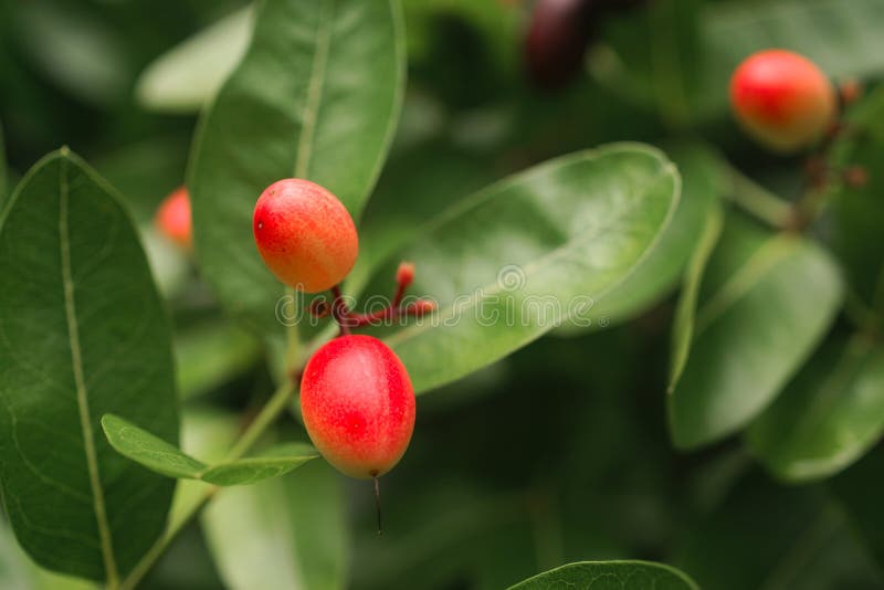 Karanda Fruit Blossom on Tree Stock Photo - Image of asia, fruits ...