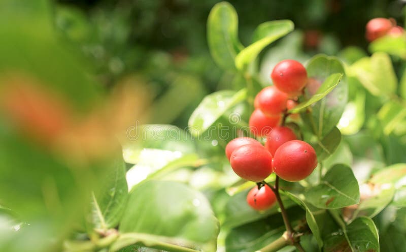 Karanda Fruit Blossom on Tree Stock Photo - Image of branch ...