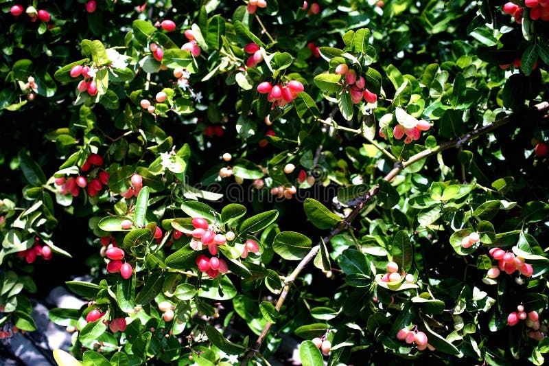 Karanda Fruit Blossom on Tree Stock Image - Image of tree, christ ...