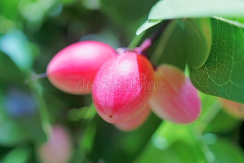 Karanda Fruit Blossom on Tree Stock Photo - Image of plant, herb: 278593348