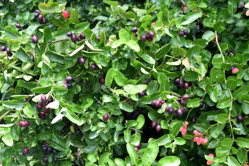Karanda Fruit Blossom on Tree, Carissa Carandas Linn Stock Image ...