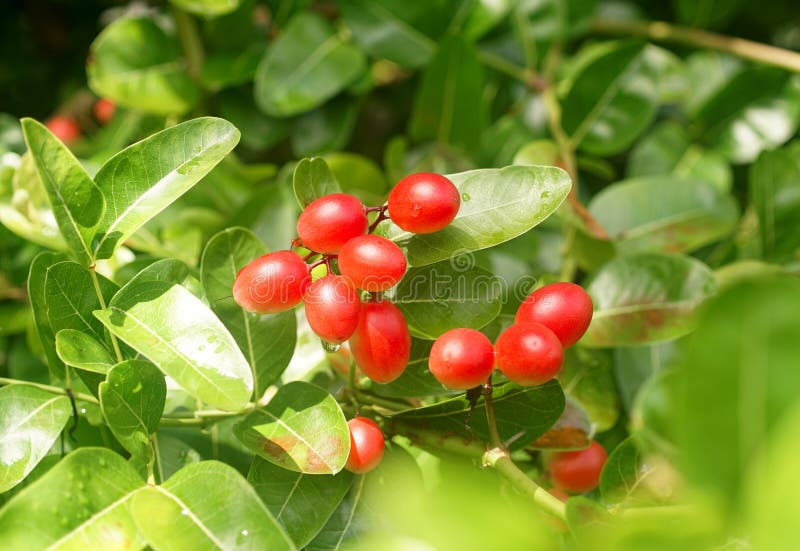 Karanda Fruit Blossom on Tree, Tropical Fruit Stock Image - Image of ...