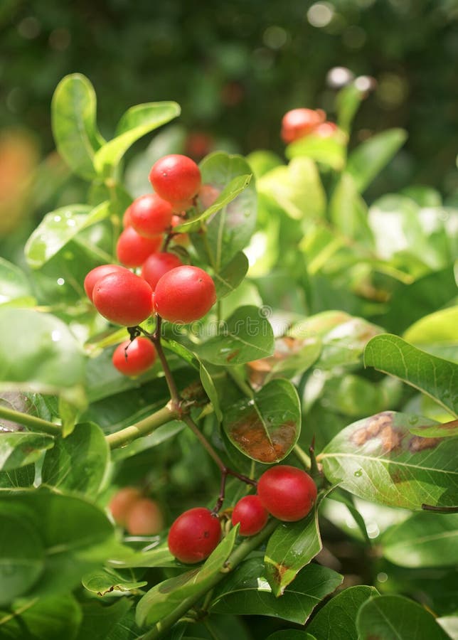 Karanda Fruit Blossom on Tree, Tropical Fruit Stock Photo - Image of ...