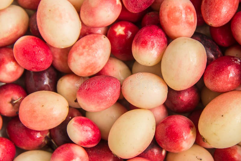 Karanda fruit stock image. Image of tropical, asia, colour - 45900997