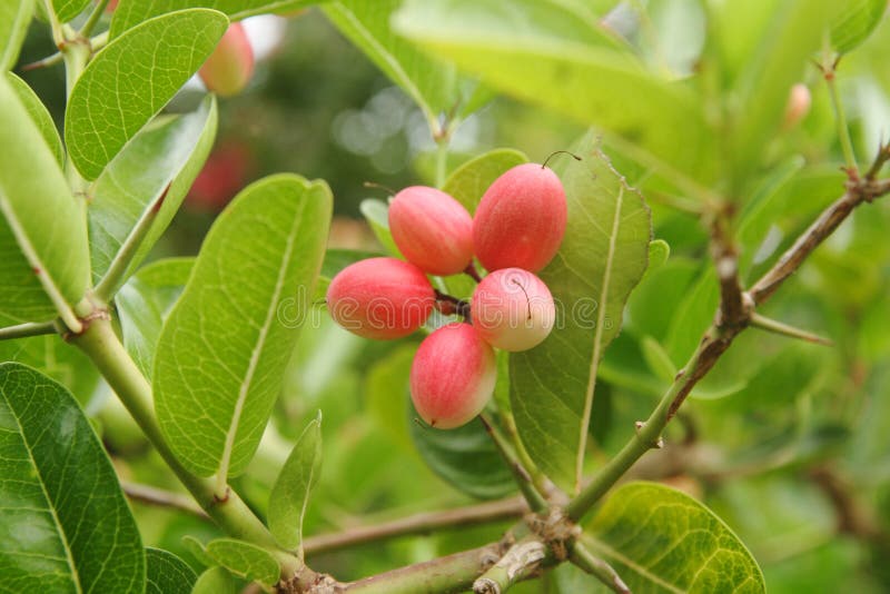 Karanda Plant on Tree on Green Leaves Background Stock Image - Image of ...