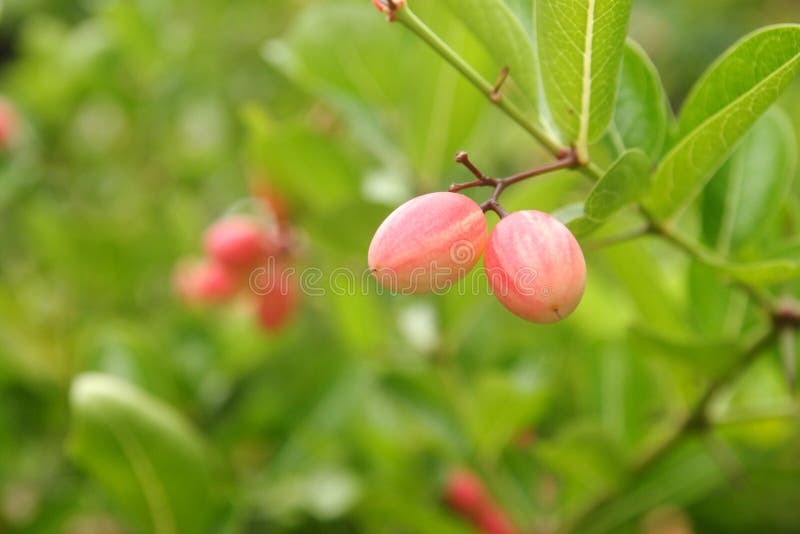 Karanda Plant on Tree on Green Leaves Background Stock Image - Image of ...