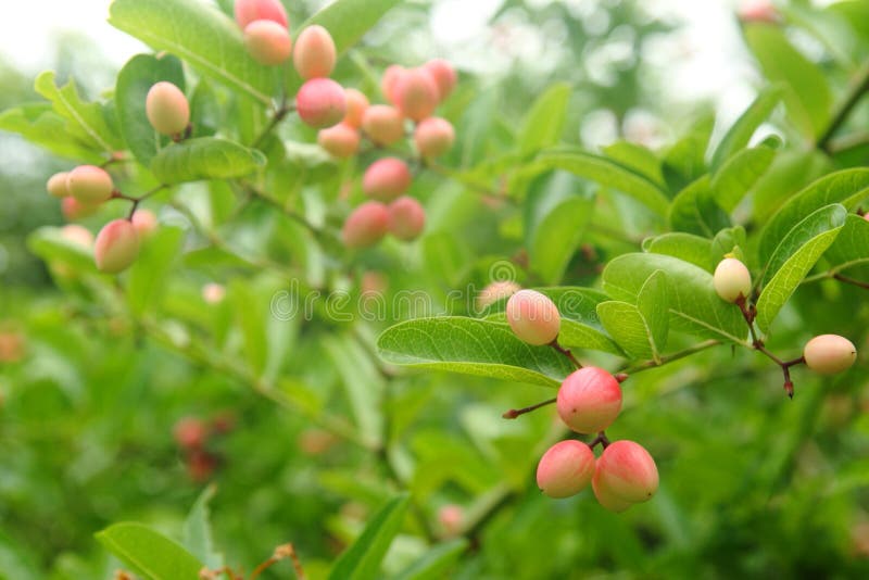 Karanda Plant on Tree on Green Leaves Background Stock Photo - Image of ...