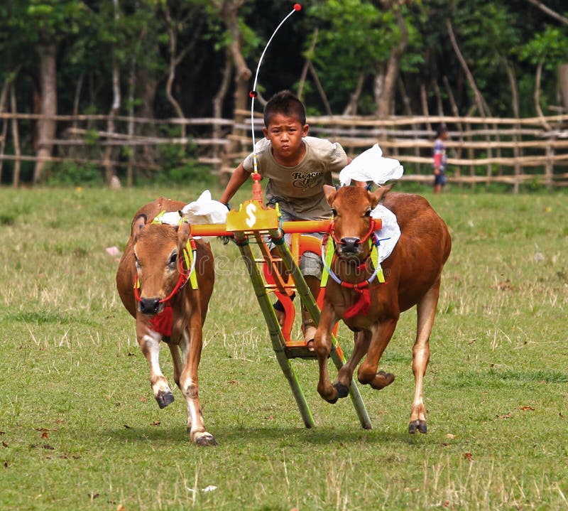 Karapan Sapi redactionele stock afbeelding. Image of cultuur - 83132354