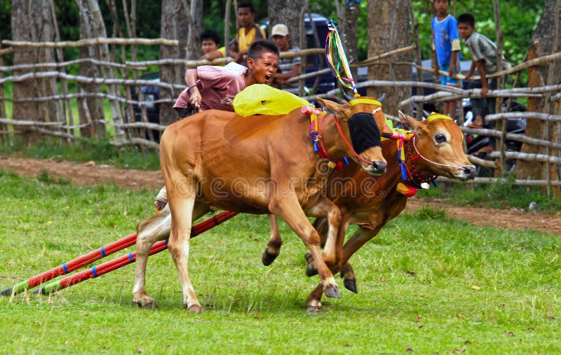 Karapan Sapi foto editorial. Imagen de cultura, campo - 83132331