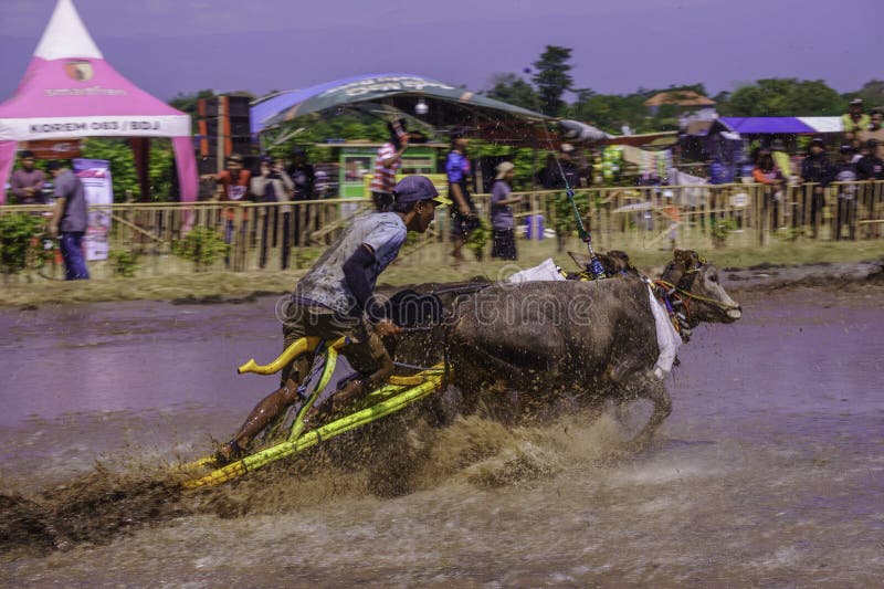 Karapan Sapi or Bulls Race Pulling a Man through Muddy Water in a ...
