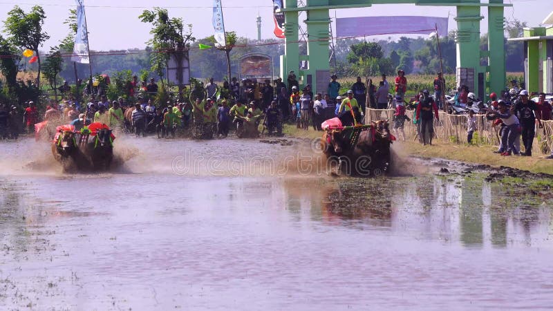 Karapan Sapi or Bulls Race Pulling a Man through Muddy Water in a ...