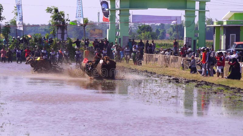 Karapan Sapi or Bulls Race Pulling a Man through Muddy Water in a ...