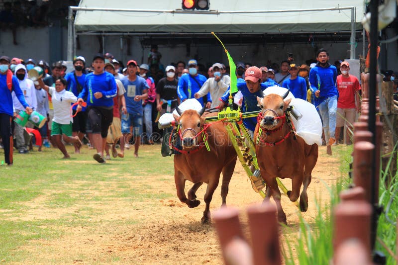 Karapan Sapi Race at Madura Editorial Photography - Image of etnic ...
