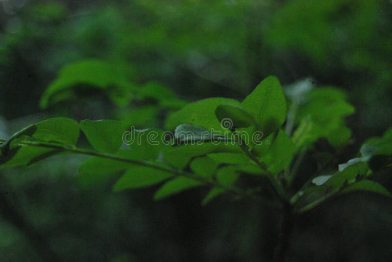 Karapincha leaf plant stock photo. Image of green, wildlife - 258593704