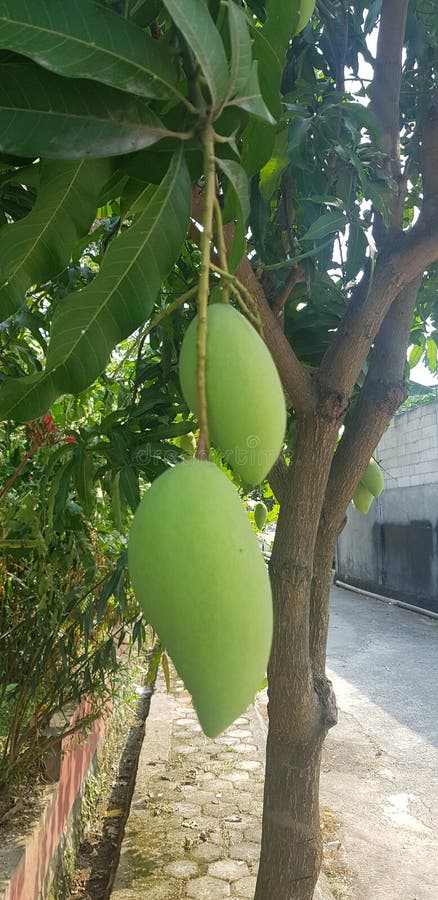 Indramayu Mango stock image. Image of mango, tropical - 132506503