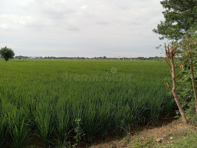 Karawang Rice Fields Area, Karawang is the Largest Rice Barn in West ...