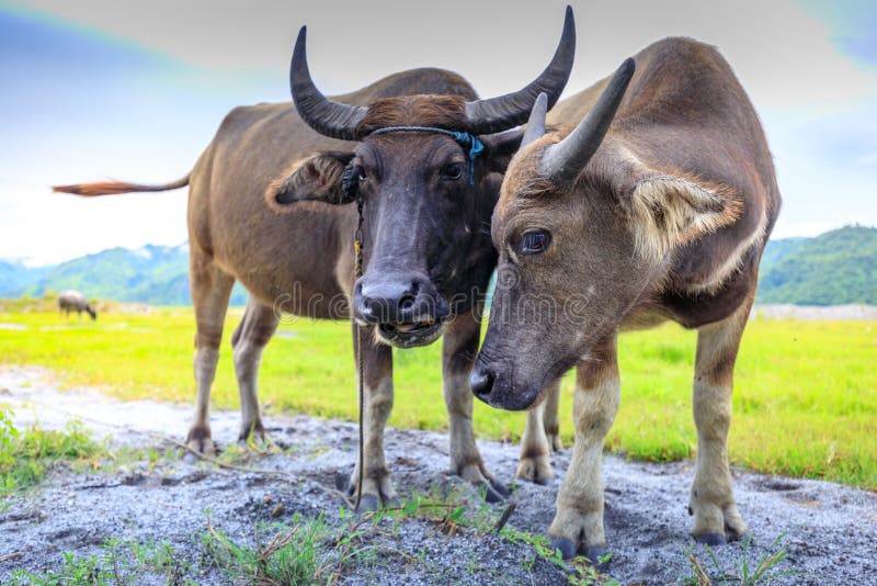 Waterbuffel - Carabao in De Rivier Stock Afbeelding - Image of runder ...