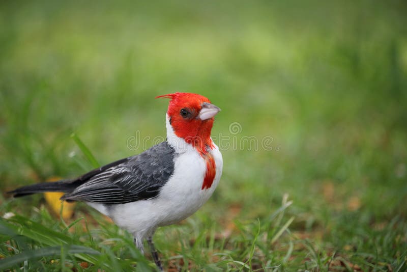 Kardinaal met rode kuif stock foto. Image of ongedierte - 94788794