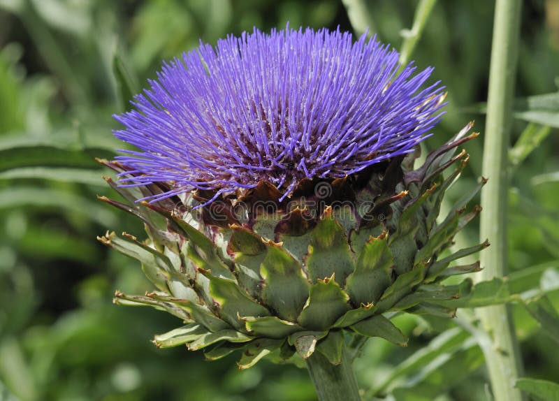 Kardoen, Cynara-cardunculus, De Distel Van De Akaartisjok, Cardone, Ca ...