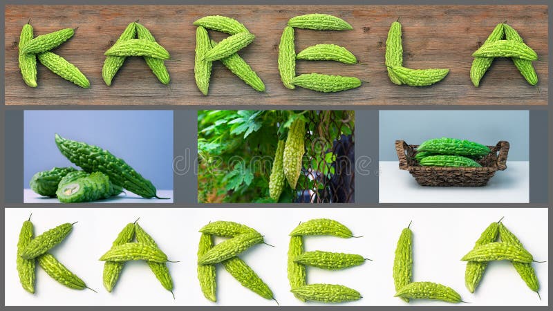 Karela Bitter Melon Caraili Composition with Text Illustration Stock ...