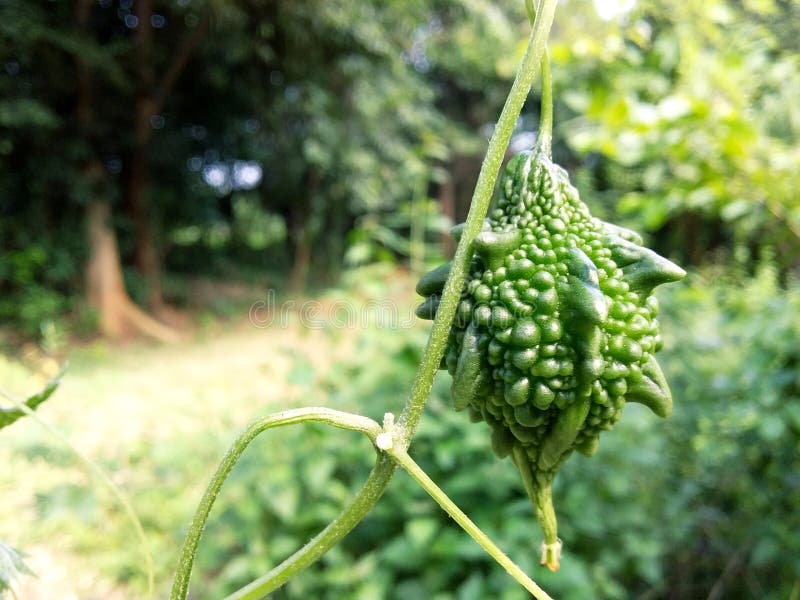 Karela image stock photo. Image of karela, farm, garden - 160949726