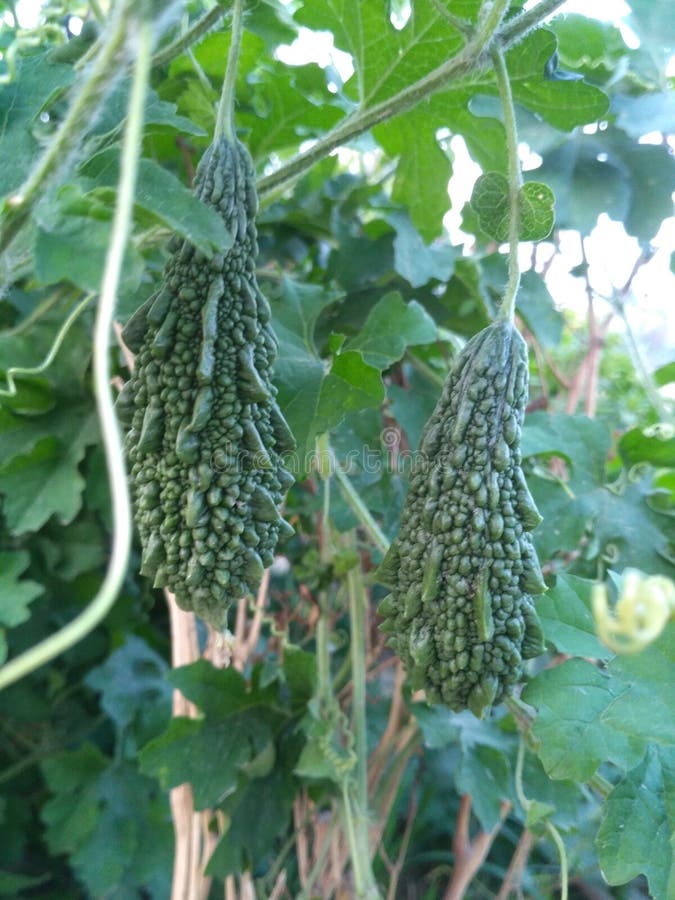 Karela stock photo. Image of farming, agriculture, crop - 131747910