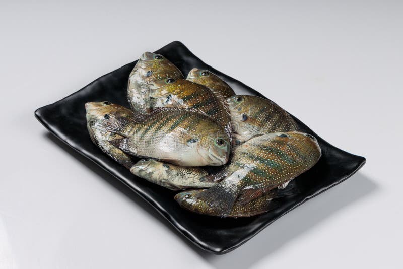 Kari meen_Pearl spot fish stock photo. Image of chromide - 240757926