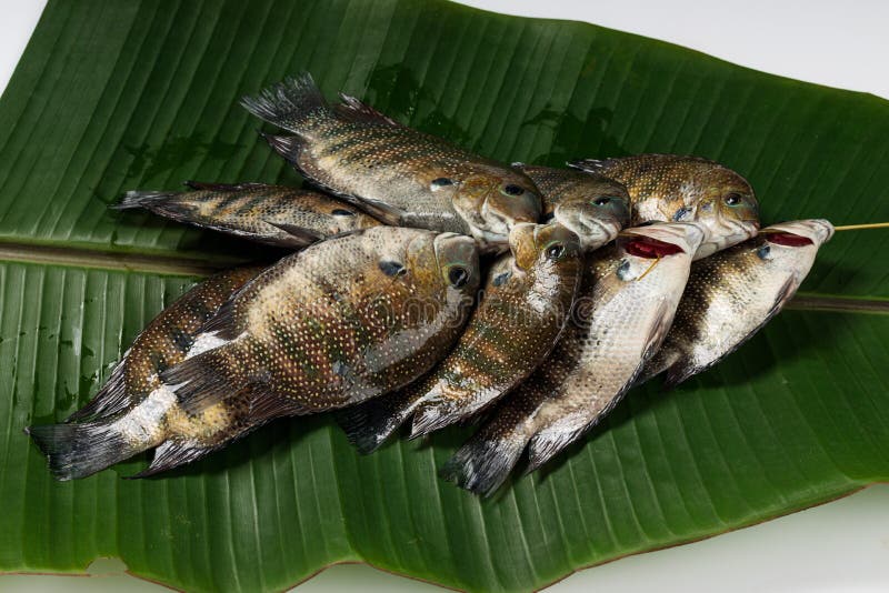 Kari meen_Pearl spot fish stock image. Image of asia - 240758735