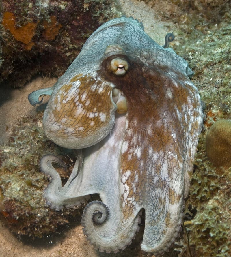 Krake stockfoto. Bild von tauchen, krake, leben, riff - 4906378