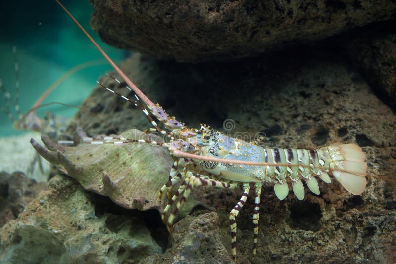 Karibik Languste Panulirus Argus Stockfoto - Bild von tropisch, wasser ...