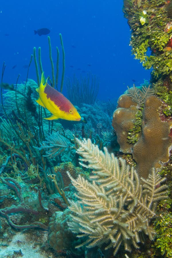 Karibische Rifffische stockfoto. Bild von koralle, marinesoldat - 31689172