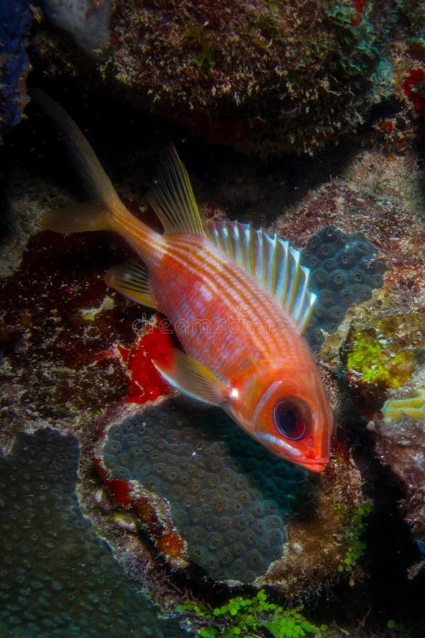 Karibische Rifffische stockfoto. Bild von koralle, marinesoldat - 31689172