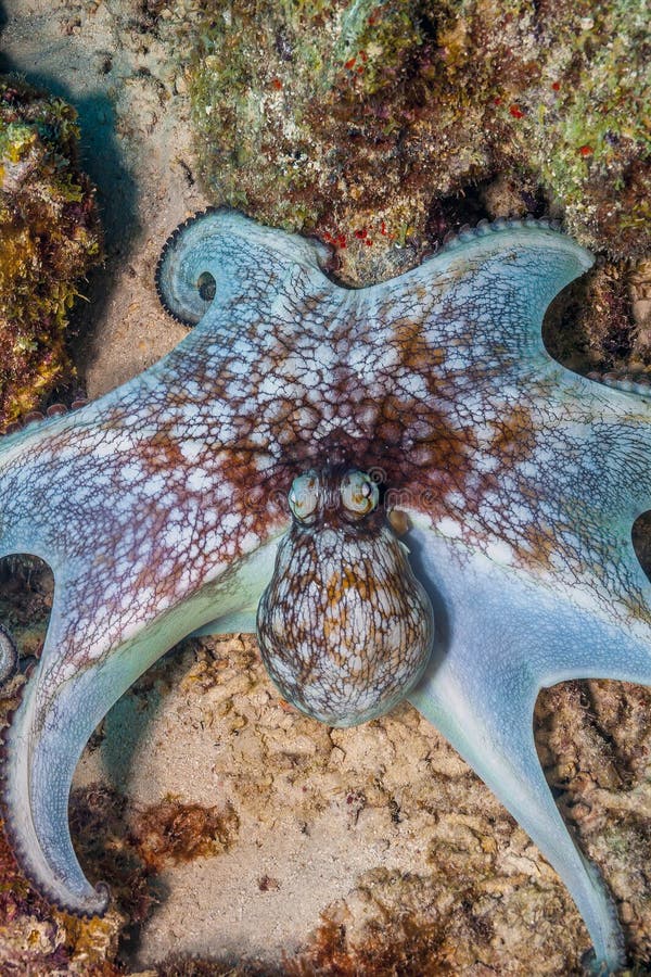 Karibische Krake stockbild. Bild von meer, unterwasser - 5679143