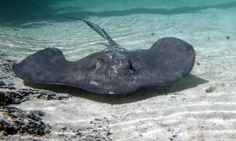 Stechrochen in Karibischem Meeres- Caye-Kalfaterer, Belize Stockbild ...