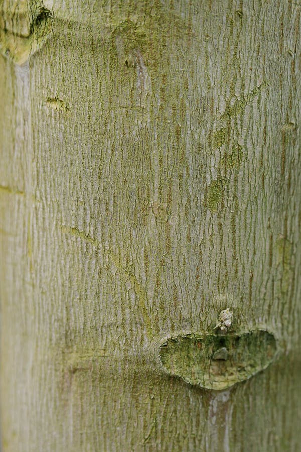 Tree Trunk Close Up, Bark Texture Stock Image - Image of frame, flora ...