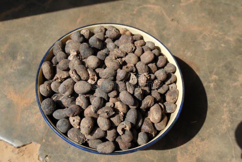 KaritÃ¨ tree stock image. Image of fresh, hydration, butter - 17944019