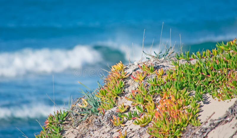 Karkalla by the sea stock image. Image of holiday, karkalla - 38651181