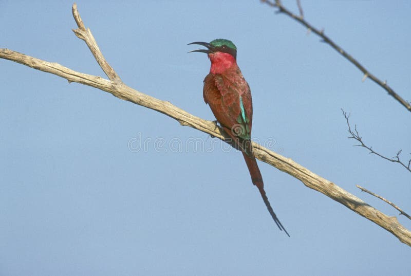 Karmijn Bij-eter, Merops Nubicoides Stock Afbeelding - Image of rood ...
