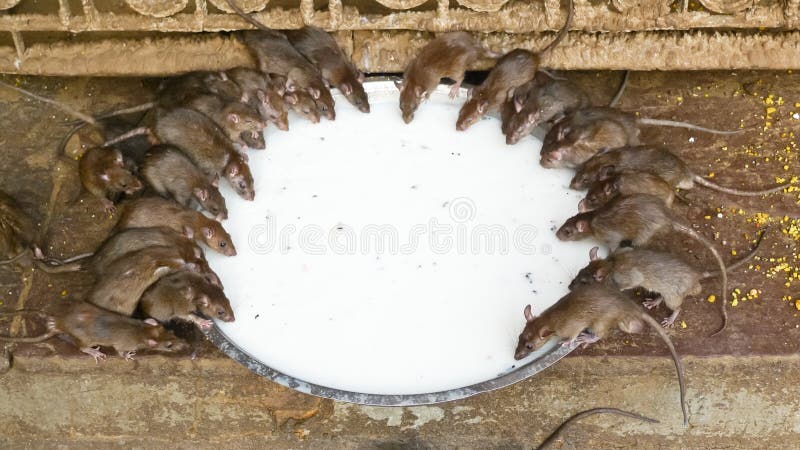 159 India Mouse Temple Stock Photos - Free & Royalty-Free Stock Photos ...