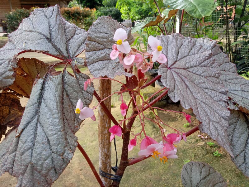 Karo Plants Stock Photos - Free & Royalty-Free Stock Photos from Dreamstime